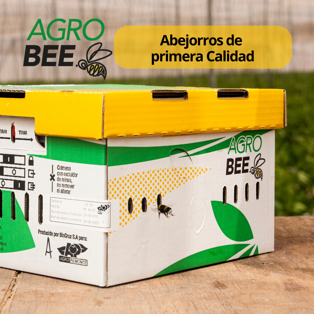 Abejorros – Agro Piemonte